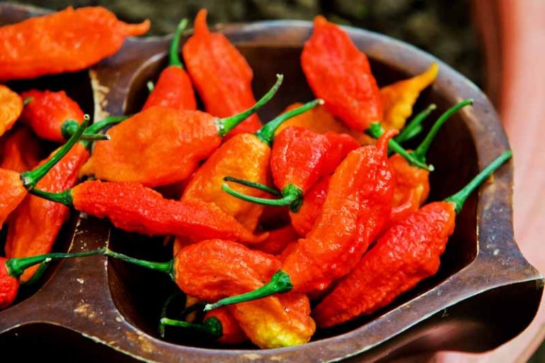 How to Plant and Grow Ghost Peppers | Gardener's Path