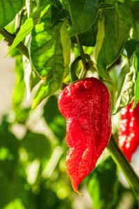 How to Plant and Grow Ghost Peppers | Gardener's Path