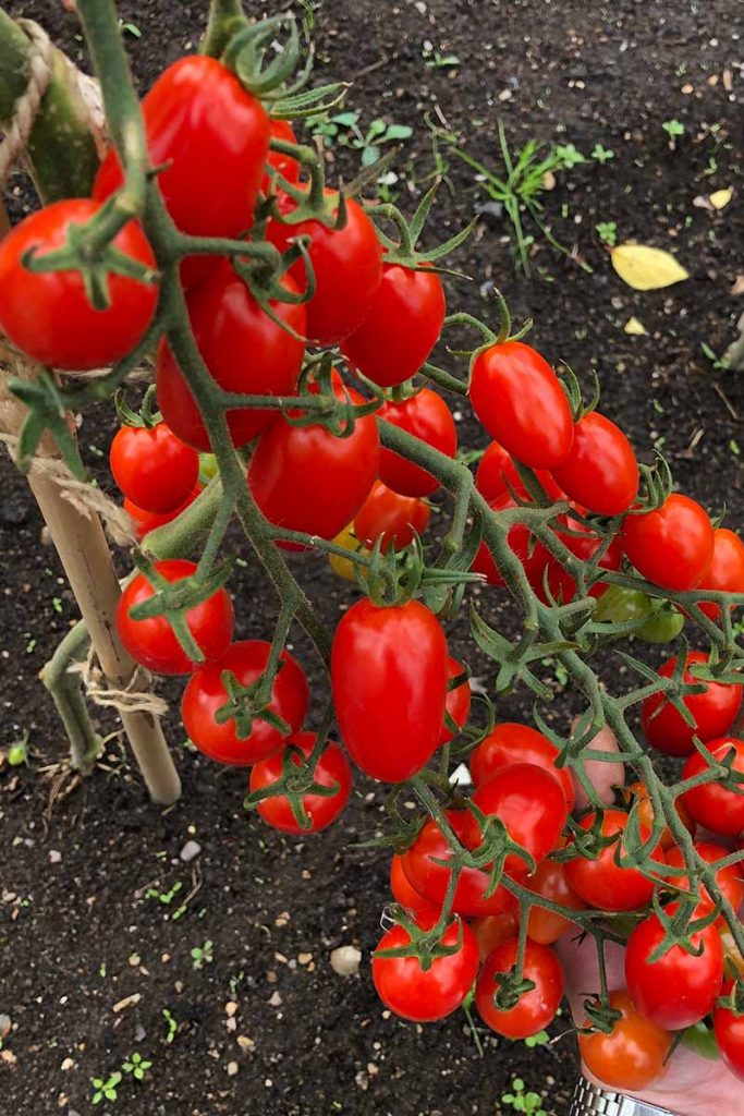 How to Make Homegrown Tomatoes Turn Red | Gardener’s Path