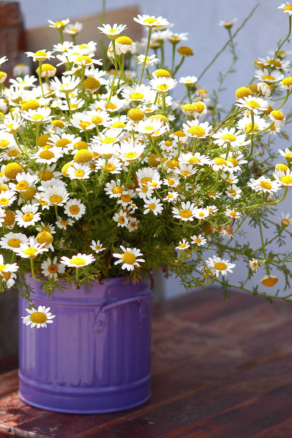 How to Grow Chamomile in Pots and Containers | Gardener’s Path