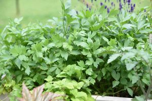 How to Grow and Use Lovage, An Uncommon Herb | Gardener's Path