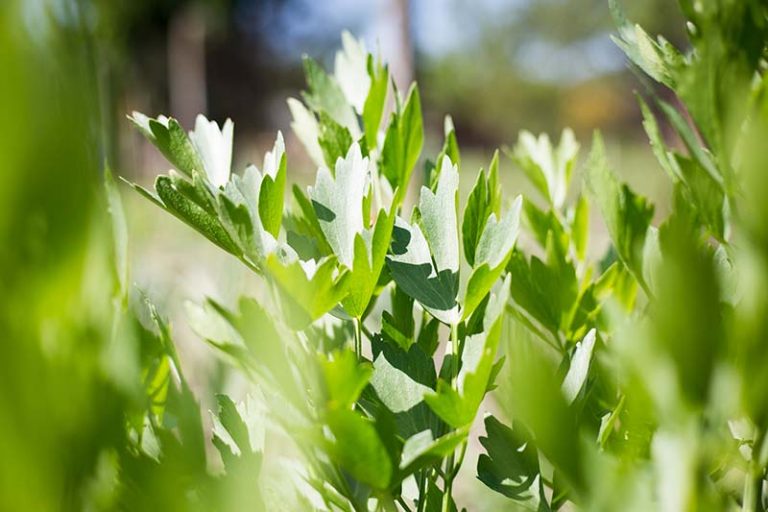 How to Grow and Use Lovage, An Uncommon Herb | Gardener's Path