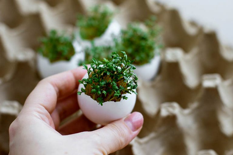 How to Use Eggshells in the Garden | Gardener's Path