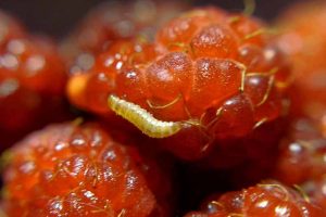 How to Control Raspberry Fruitworms | Gardener’s Path