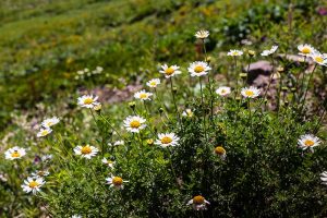 What's the Difference Between English and German Chamomile?