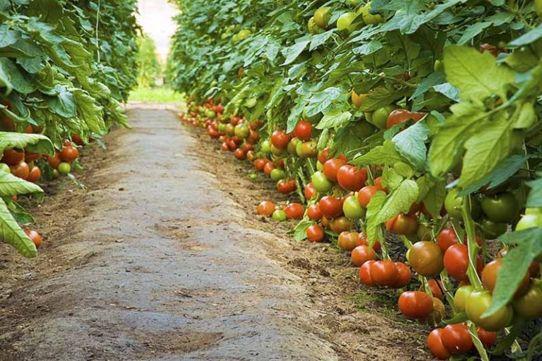 Should You Grow Determinate or Indeterminate Tomatoes?