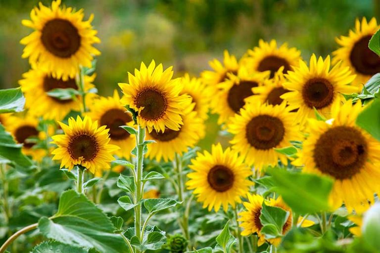 How to Plant and Grow Sensational Sunflowers | Gardener's Path