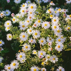 Best 11 Varieties of White Aster Flowers for Your Garden | Gardener’s Path