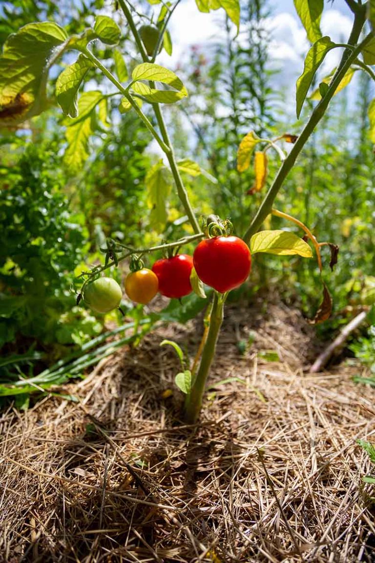 How to Plant and Grow Tomatoes in Clay Soil | Gardener's Path