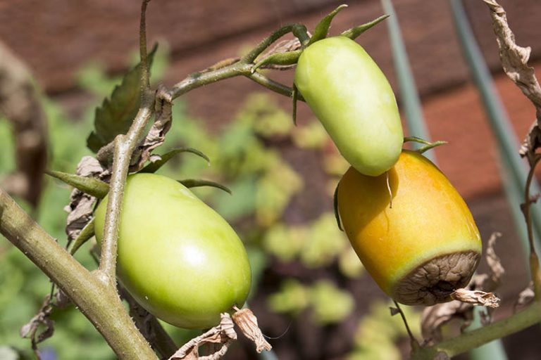 Blossom-End Rot: What to Do if Your Tomatoes Rot on the Bottom