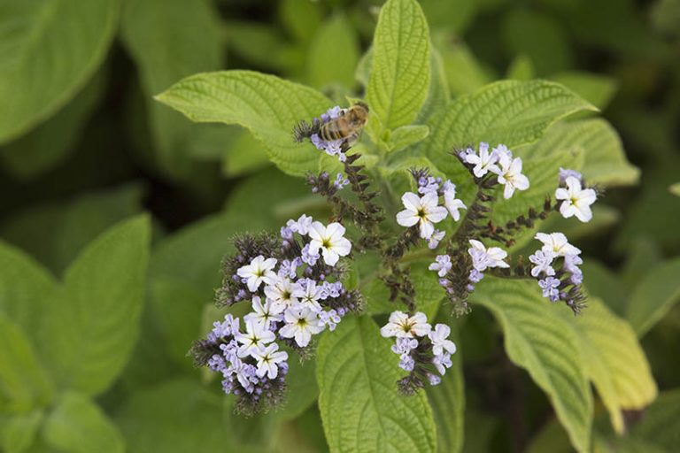 How to Plant and Grow Heliotropes | Gardener's Path