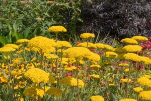 How to Grow and Care for Yarrow | Gardener’s Path