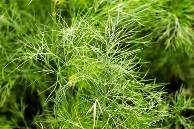 How to Plant, Grow, and Harvest Dill Weed and Seed