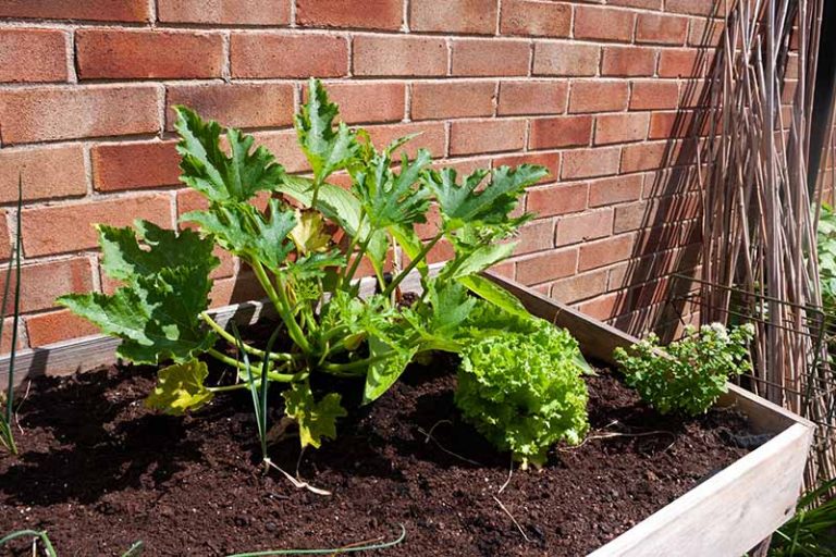 How to Grow Zucchini in Containers | Gardener's Path