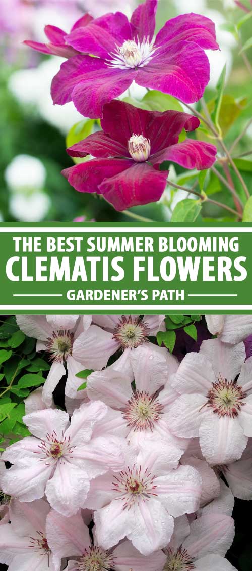 25 of the Best Summer-Blooming Clematis Varieties