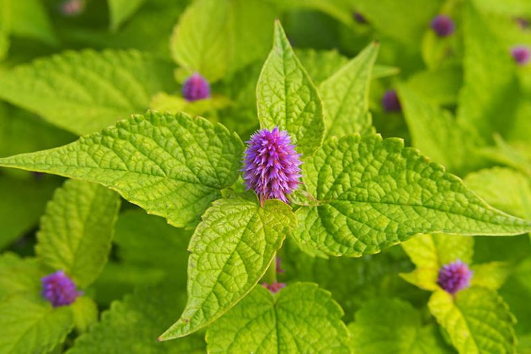How to Grow and Care for Anise Hyssop Flowers | Gardener's Path