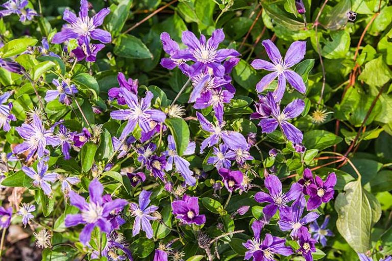 19 of the Best Summer Blooming Clematis Plants for Your Garden
