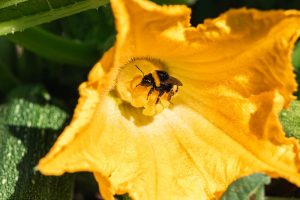 How to Hand-Pollinate Your Pumpkin Plants | Gardener’s Path