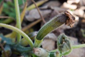 How to Identify and Control Zucchini Diseases | Gardener’s Path