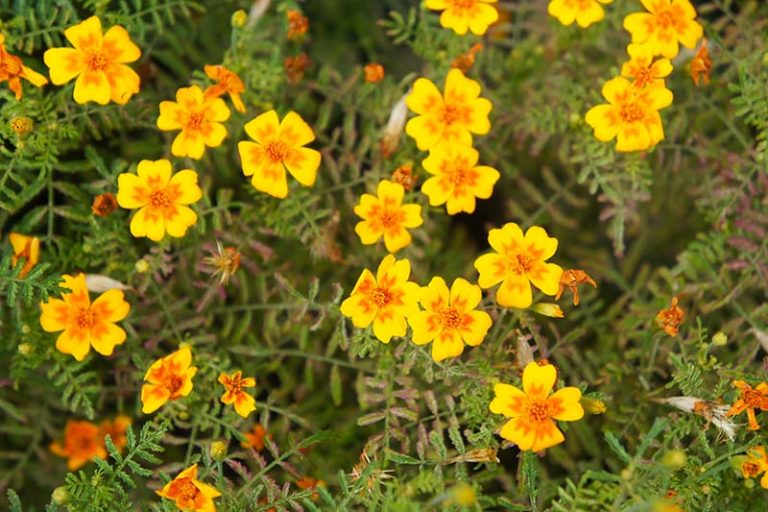 When and How to Plant Marigold Seeds | Gardener’s Path