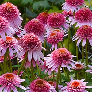 17 of the Best Coneflower Varieties | Gardener’s Path