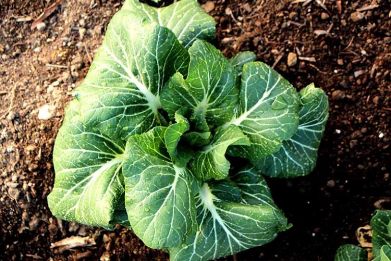 Health Benefits of Collard Greens | Gardener’s Path