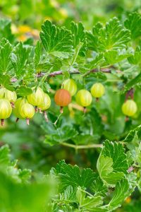 How to Grow and Care for Gooseberry Bushes | Gardener's Path