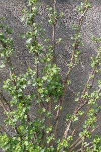 How to Grow and Care for Gooseberry Bushes | Gardener's Path