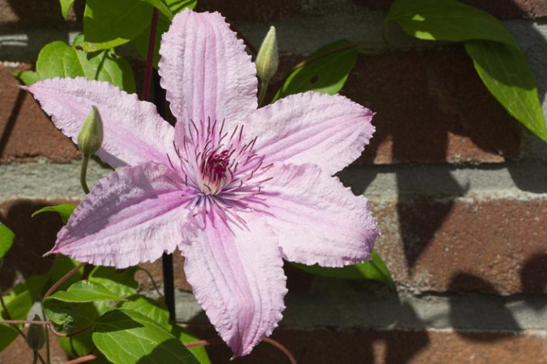 19 of the Best Summer Blooming Clematis Plants for Your Garden