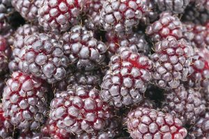 The Uses and Benefits of Boysenberries | Gardener’s Path