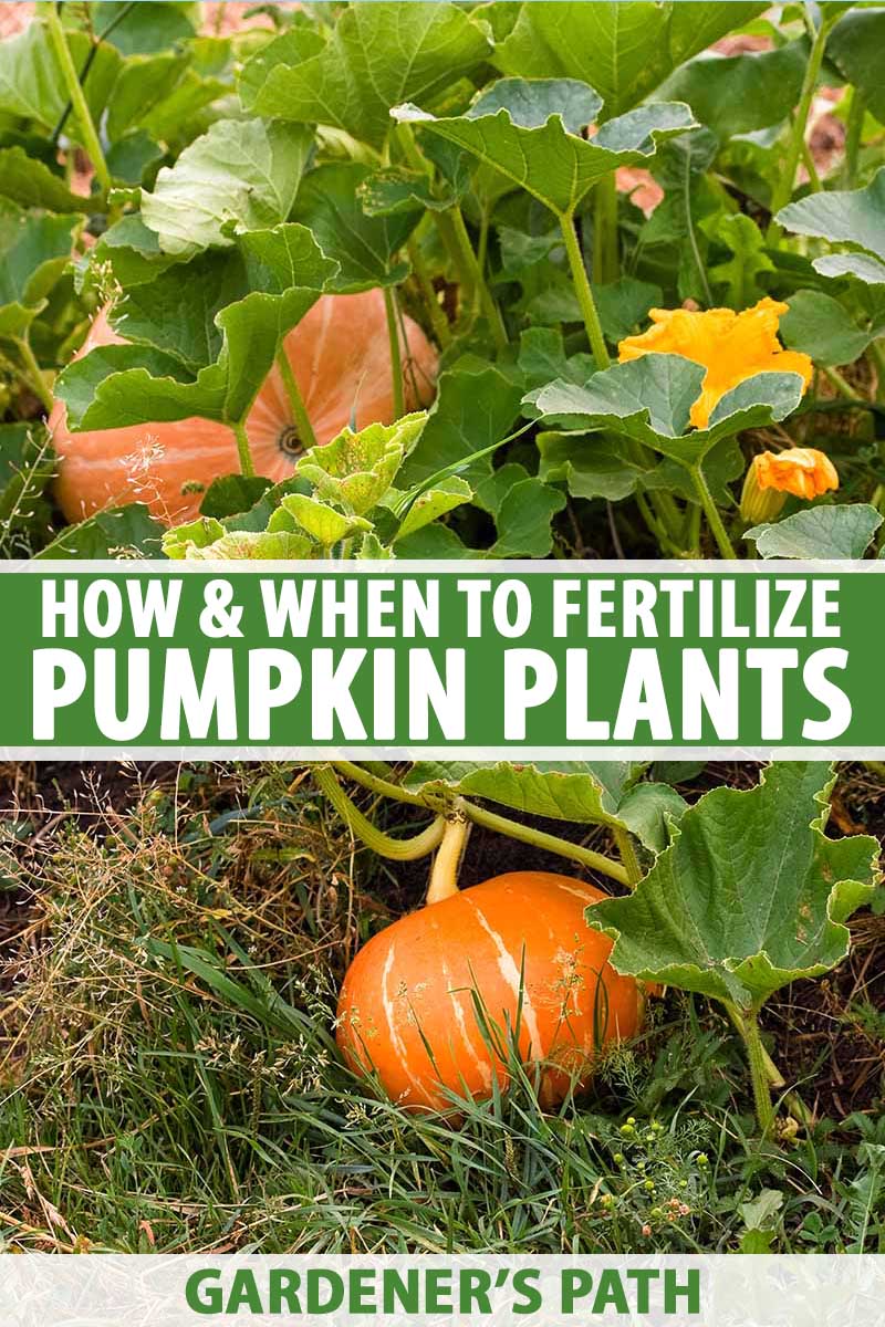 Pumpkin Growing Stages Pumpkin Life Cycle By Yvette Rodriguez 