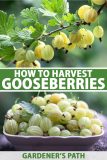 How and When to Harvest Gooseberries | Gardener’s Path