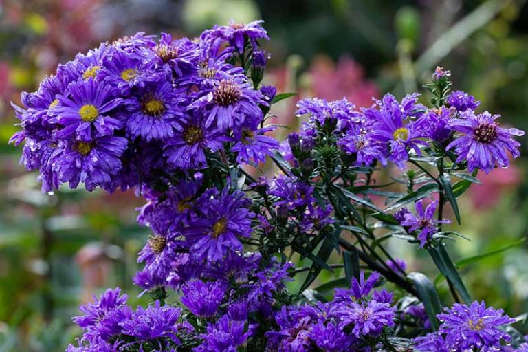 11 of the Best Blue Aster Varieties | Gardener’s Path