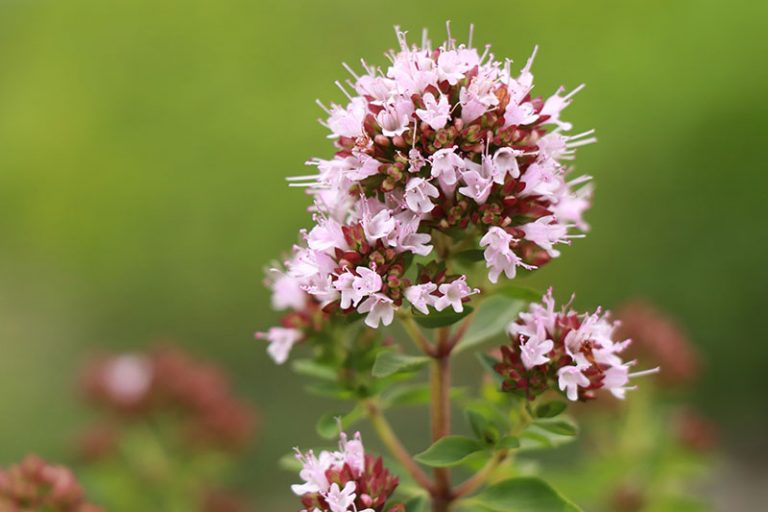 How to Plant and Grow Marjoram | Gardener’s Path
