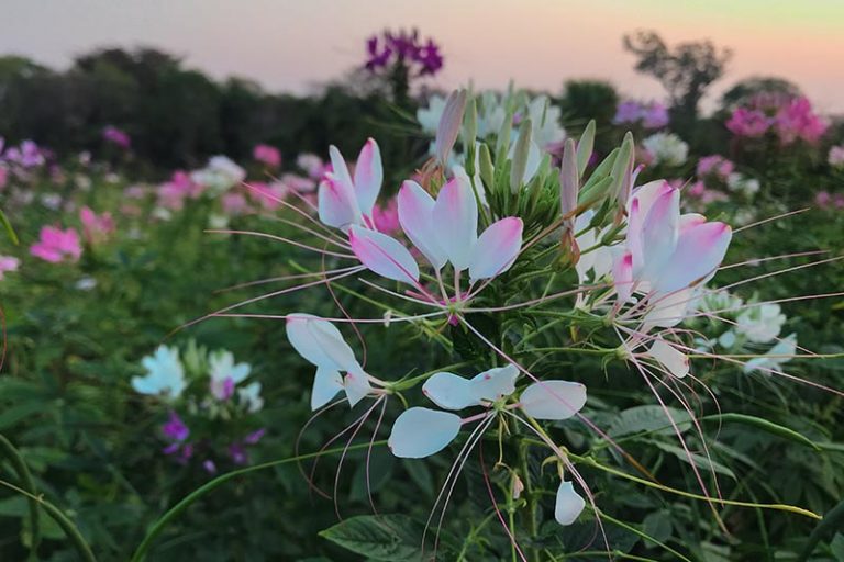 How to Plant and Grow Cleome (Spider Flower) | Gardener’s Path