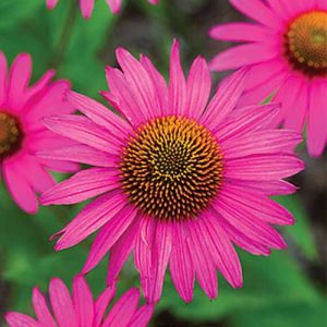 17 of the Best Coneflower Varieties | Gardener’s Path