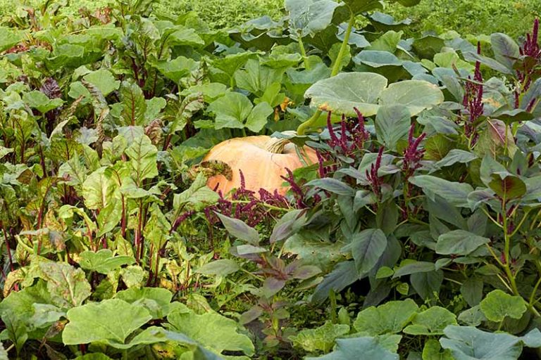 How to Grow Pumpkins Vertically on a Trellis | Gardener’s Path