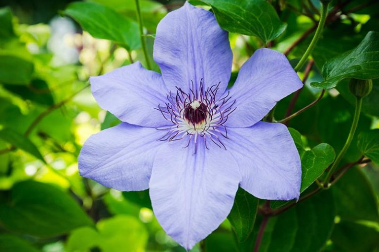 19 of the Best Summer Blooming Clematis Plants for Your Garden