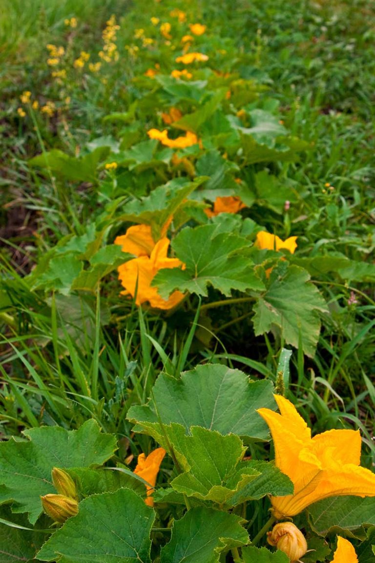 How to Grow Your Own Pumpkins | Gardener’s Path
