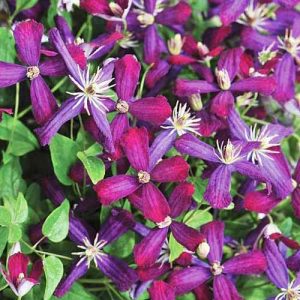 25 of the Best Summer-Blooming Clematis Varieties