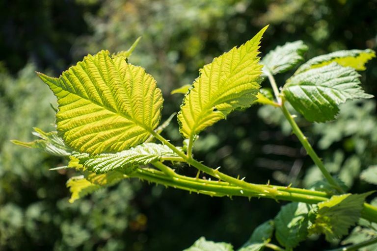 How to Propagate Boysenberries | Gardener’s Path