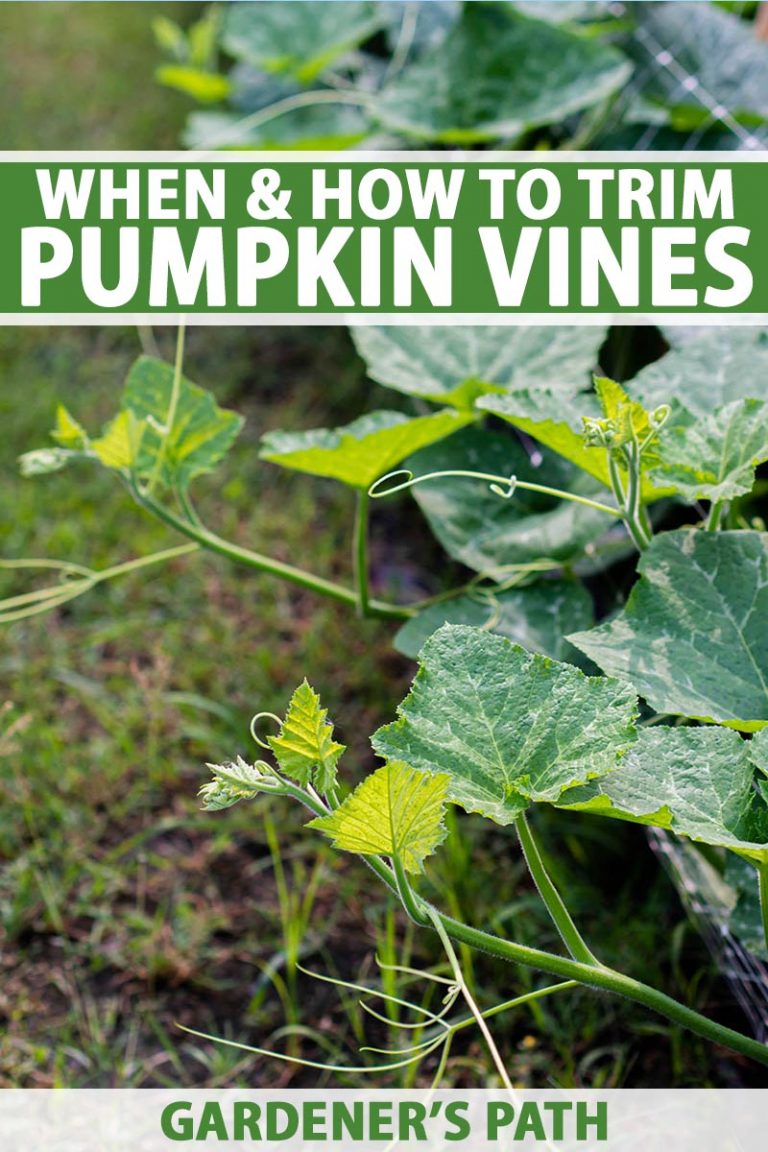 When and How to Trim Pumpkin Vines | Gardener’s Path