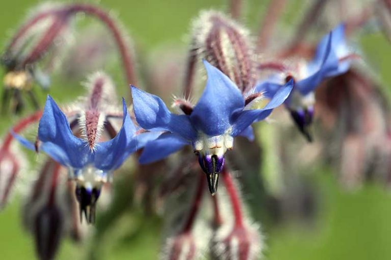 How to Start Borage from Seed | Gardener's Path