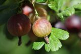 How and When to Harvest Gooseberries | Gardener’s Path