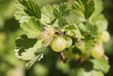How to Grow and Care for Gooseberry Bushes | Gardener's Path