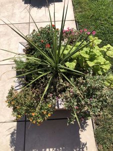 How to Grow and Care For Verbena | Gardener's Path