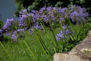 How to Grow and Care for Agapanthus Flowers | Gardener’s Path