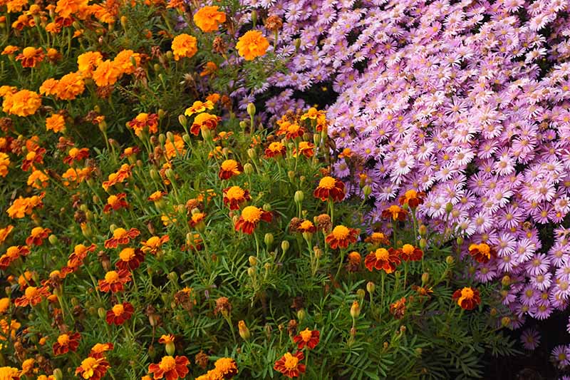 13 Of The Best Companion Plants For Late Season Asters Gardener s Path 13 Of The Best Companion Plants For Late Season Asters Gardener s Path