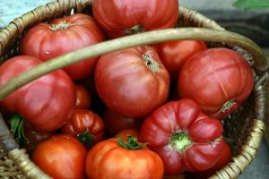 What Is an Heirloom Tomato? | Gardener’s Path