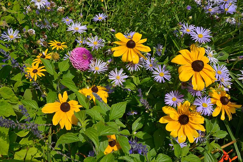 13 Of The Best Companion Plants For Late Season Asters Gardener s Path 13 Of The Best Companion Plants For Late Season Asters Gardener s Path